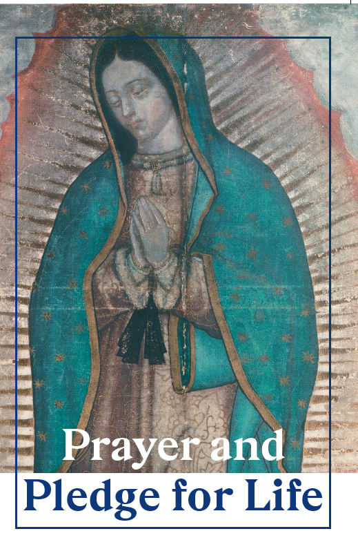 Lady of Guadalupe Pledge Card – Shop Catholic Info
